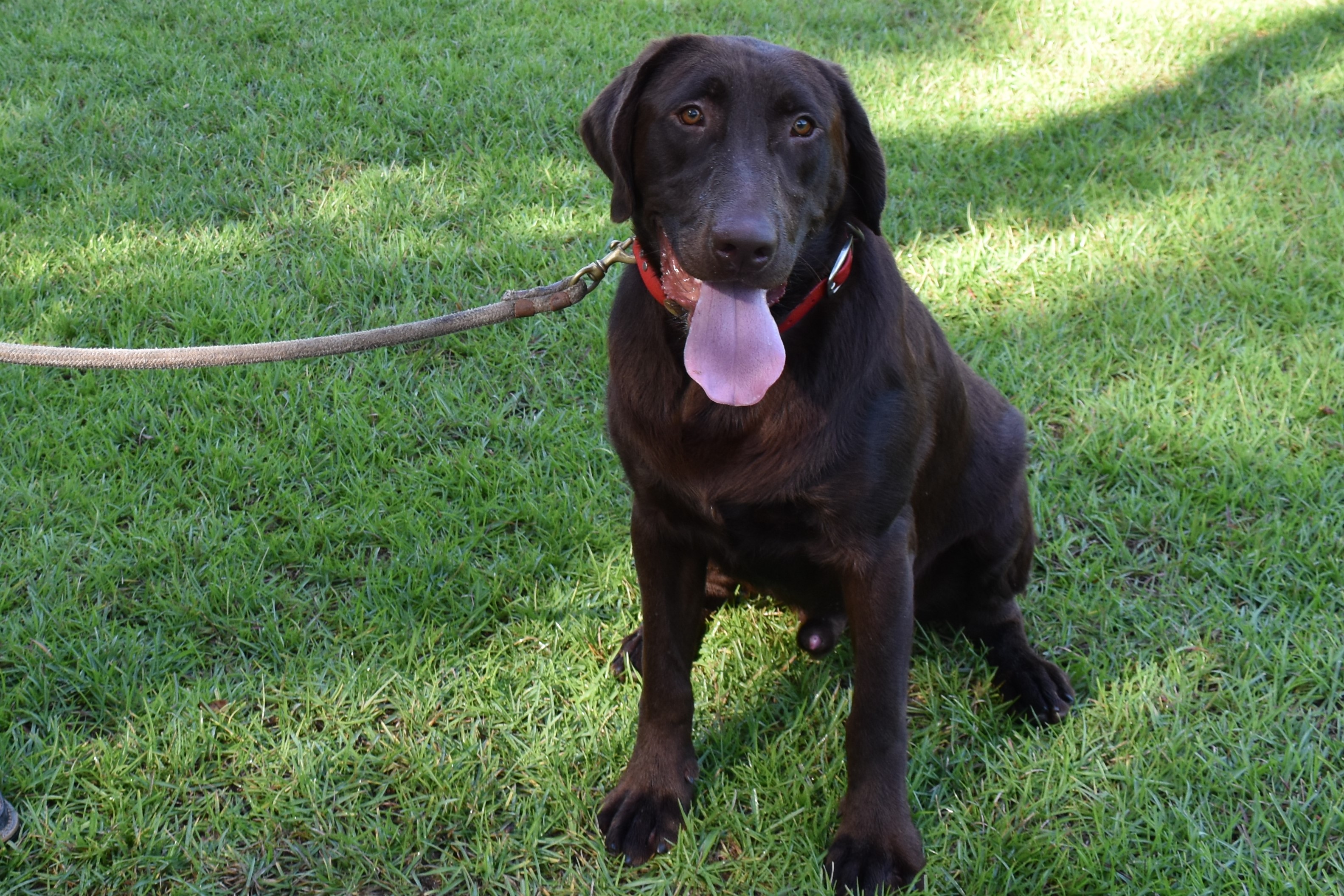 Ace | Salkehatchie Labrador