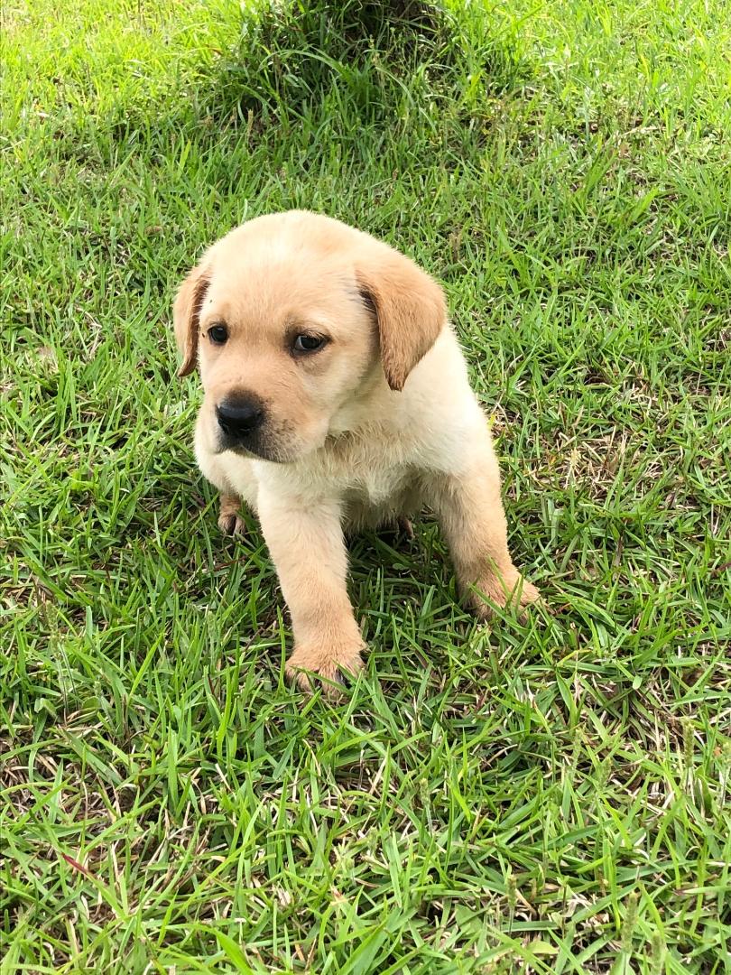 Labrador Retriever Breeder in Ehrhardt SC - Lab Puppies For Sale ...