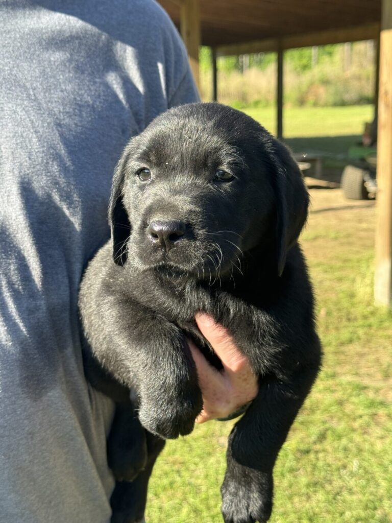 Labrador Retriever Puppies in SC - Yellow, White, Chocolate & Fox Red ...